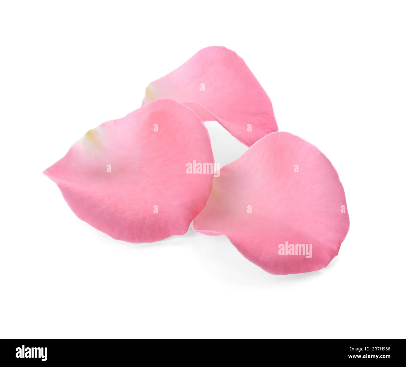 Beautiful pink rose flower petals on white background Stock Photo - Alamy