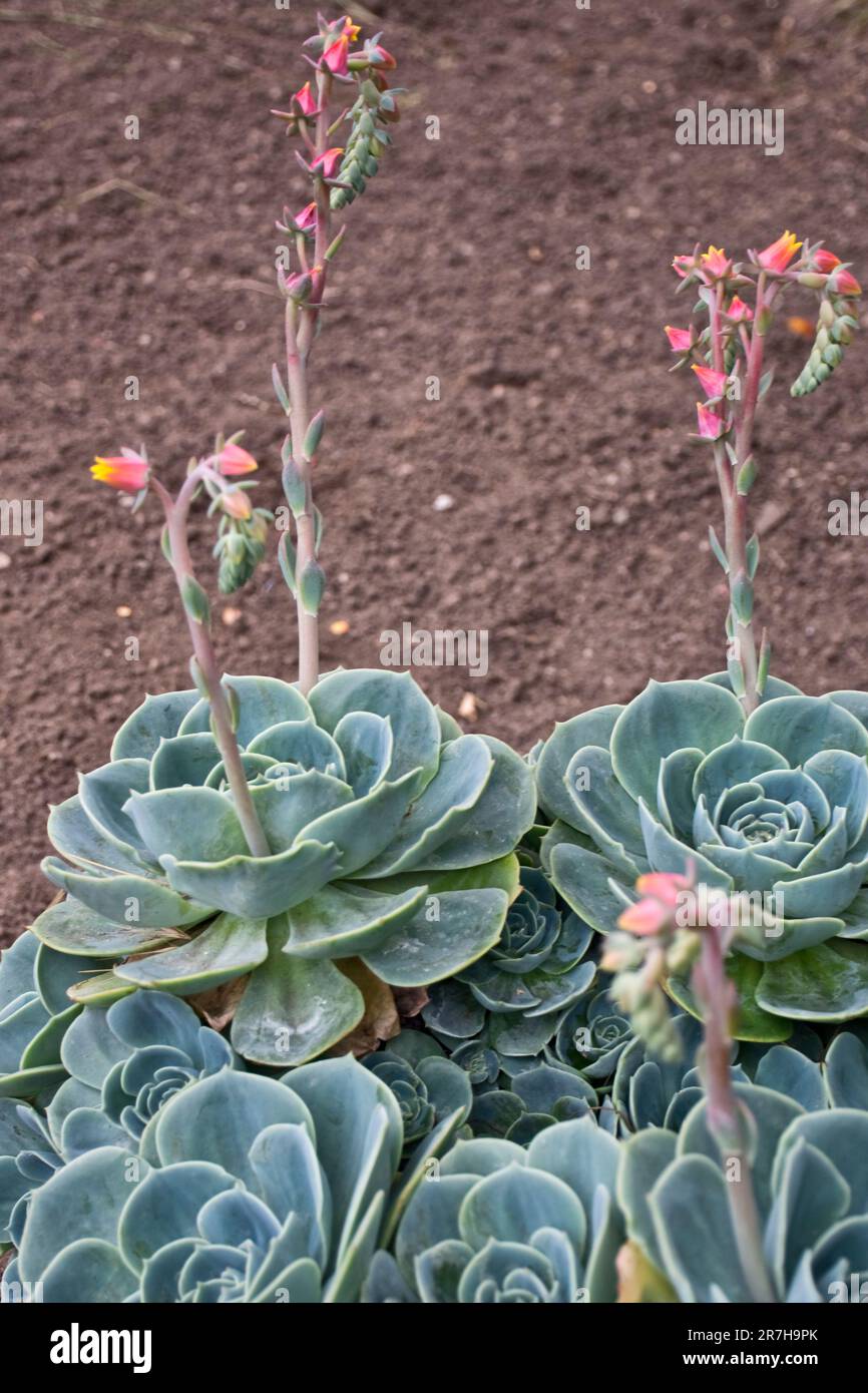Echeveria succulent blooms into beautiful little red flowers in the ...