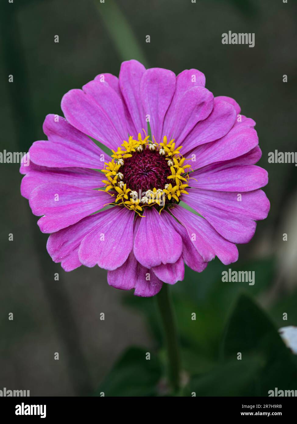Purple Zinnia Flower