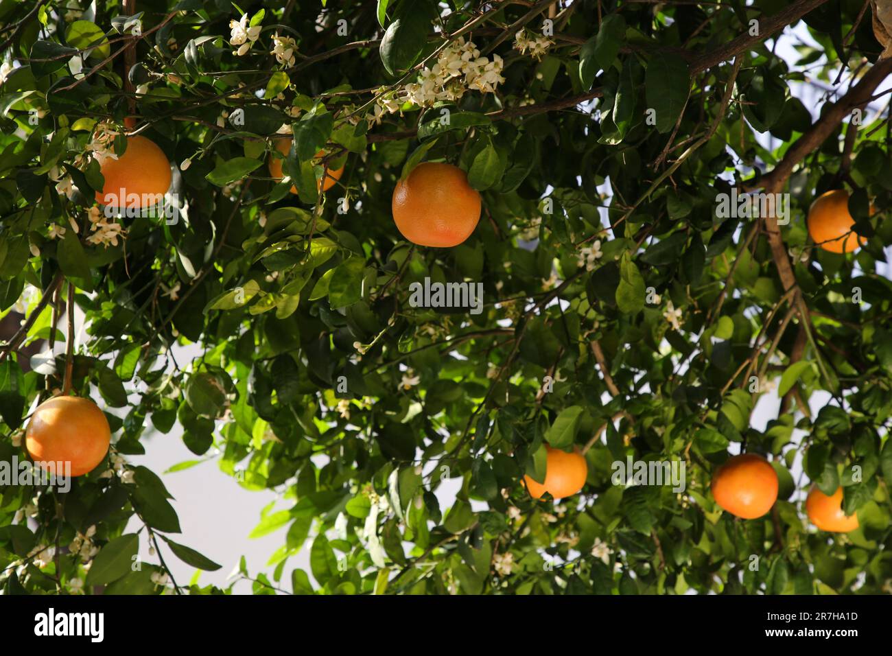 Grapefruits growing grapefruit tree hi-res stock photography and images ...