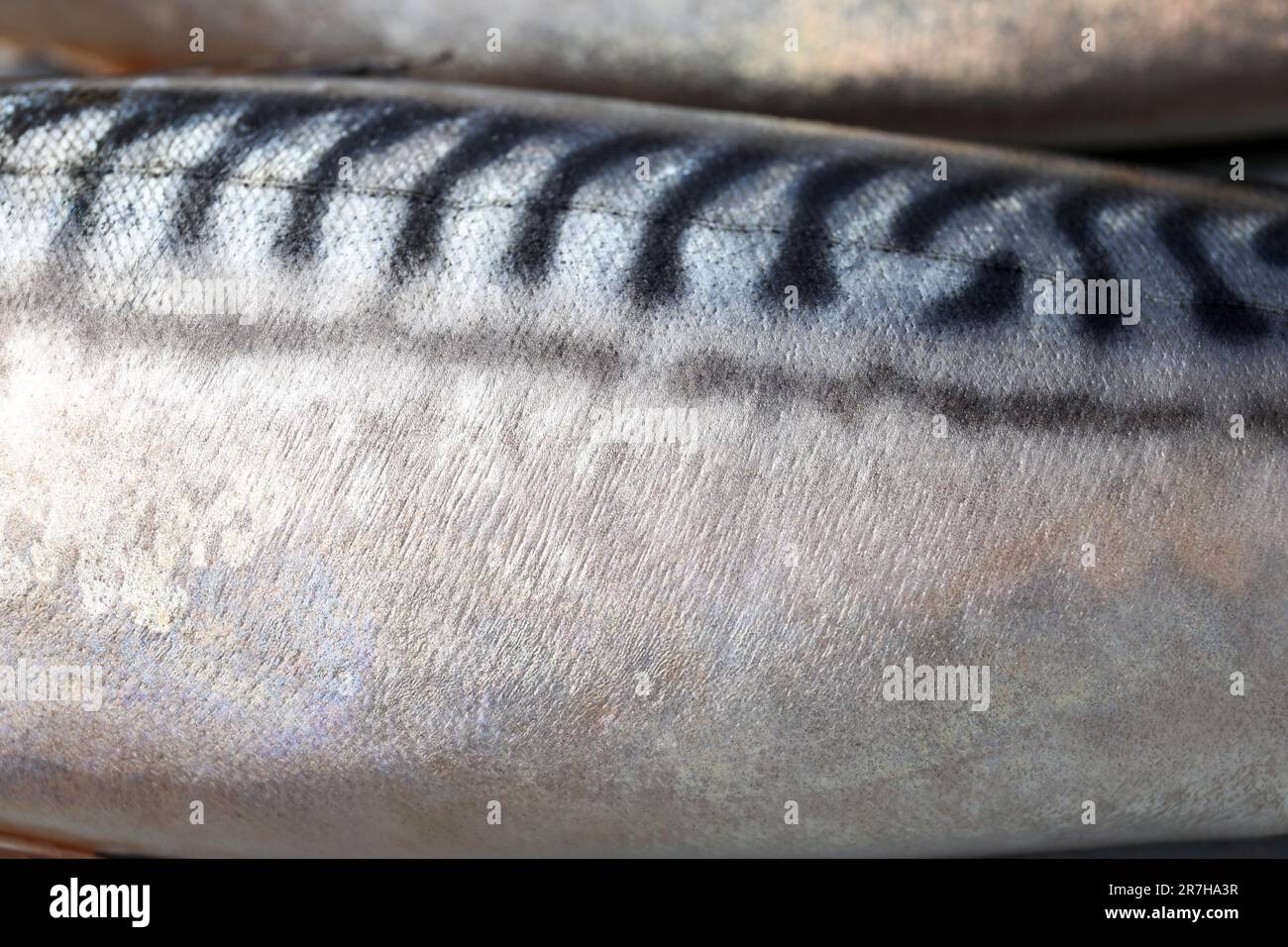 Texture of raw mackerel as background, closeup Stock Photo - Alamy