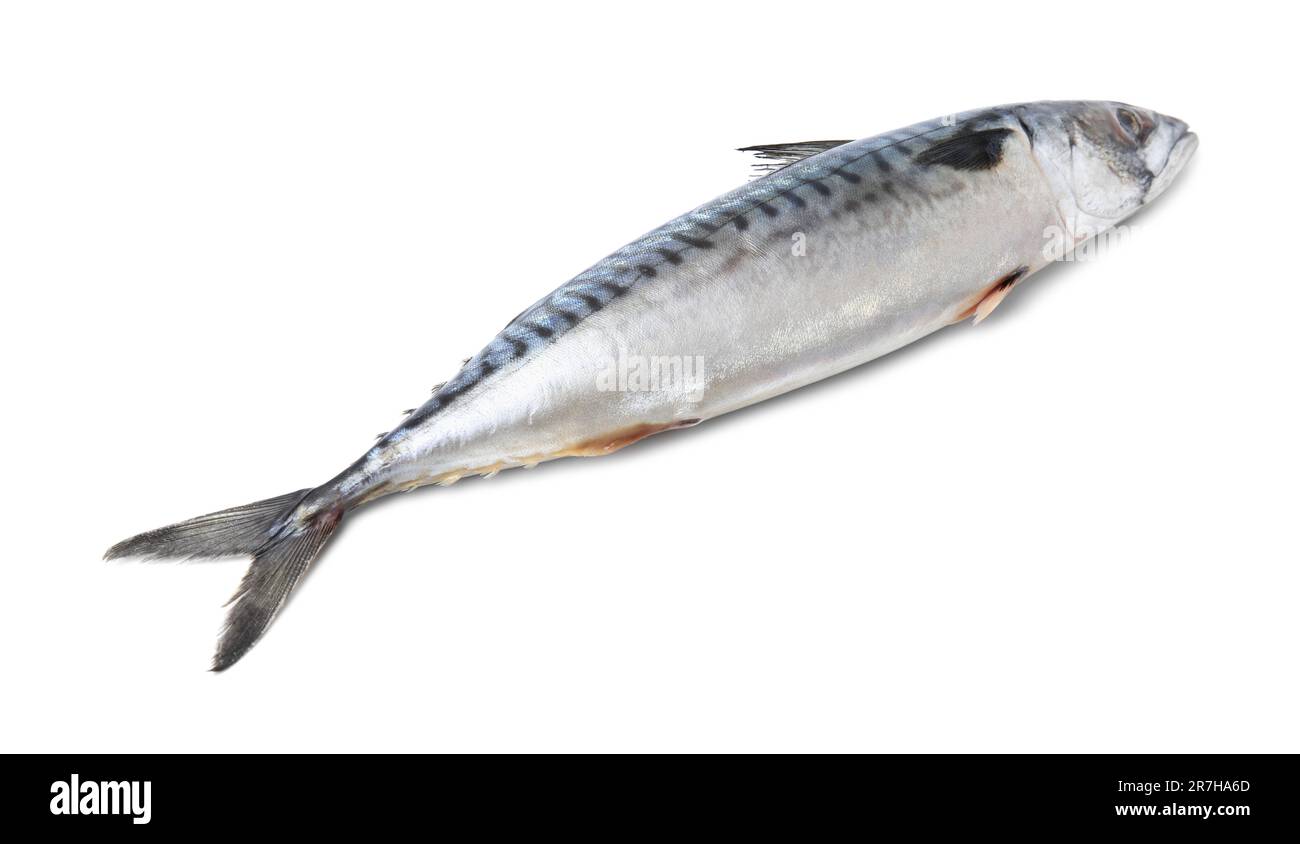 One tasty raw mackerel isolated on white Stock Photo - Alamy