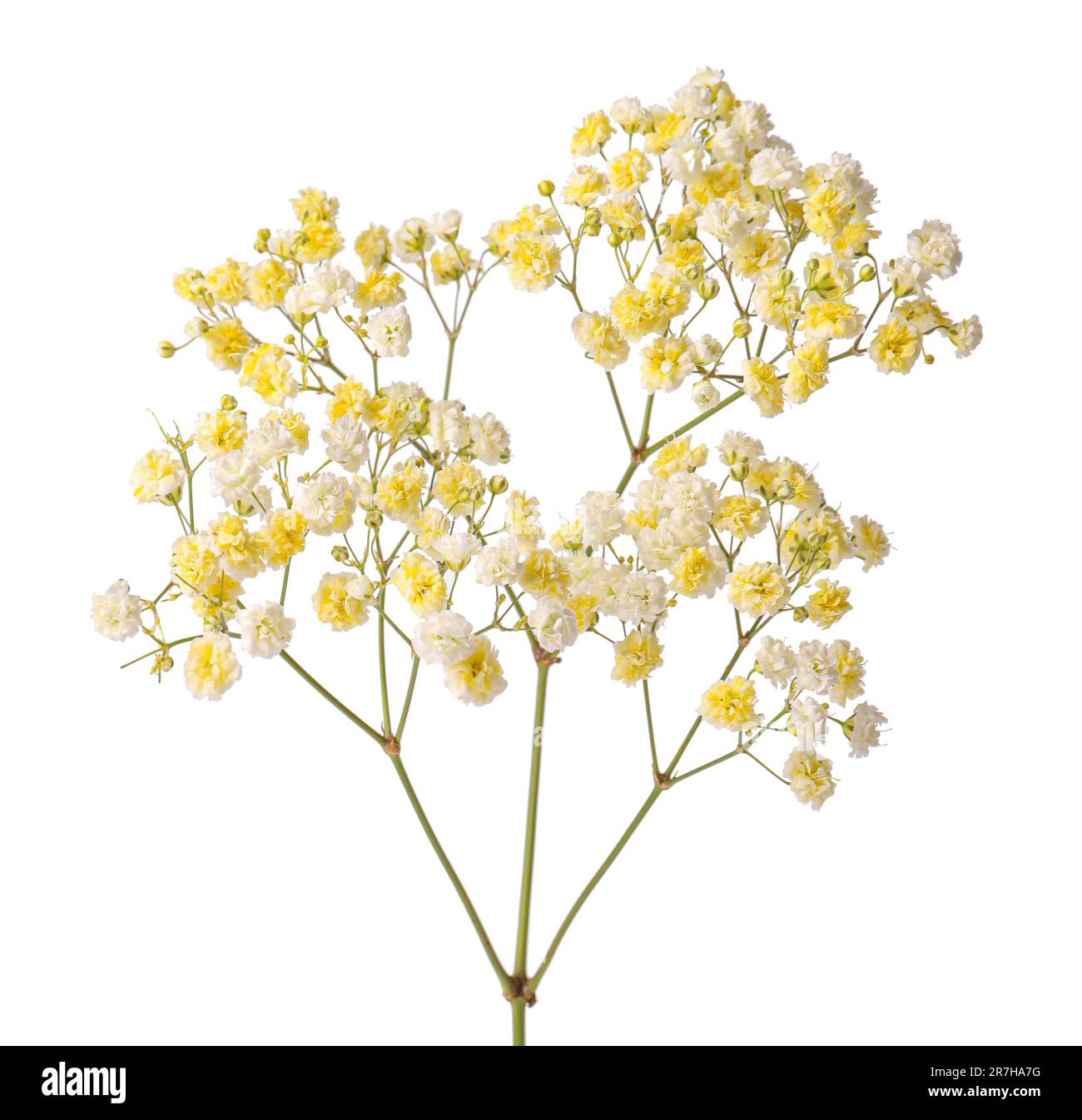 Beautiful colorful gypsophila flowers on white background Stock Photo ...