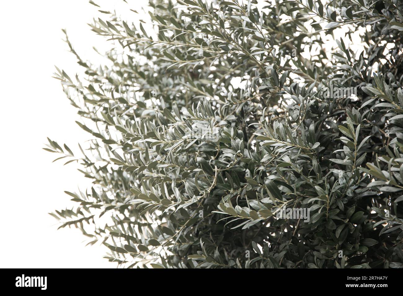 Beautiful olive tree hi-res stock photography and images - Alamy