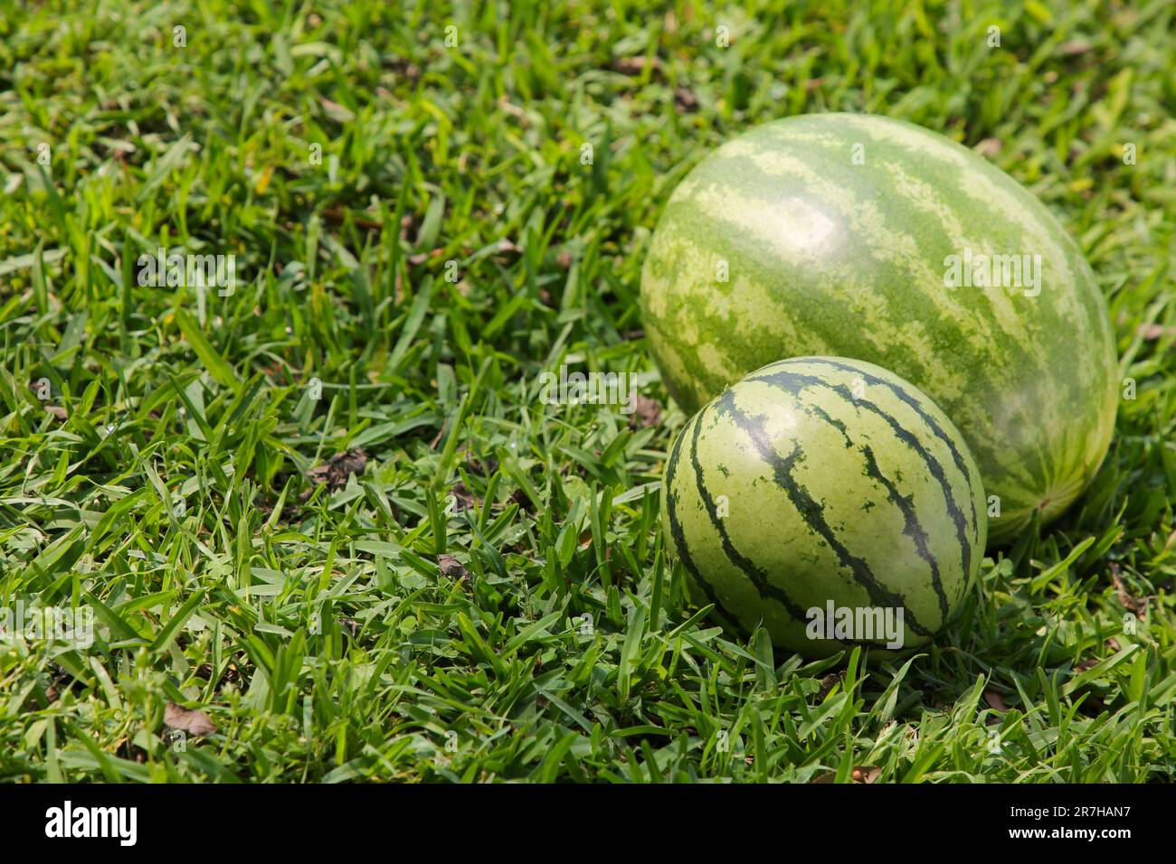 Different delicious ripe watermelons on green grass outdoors. Space for ...