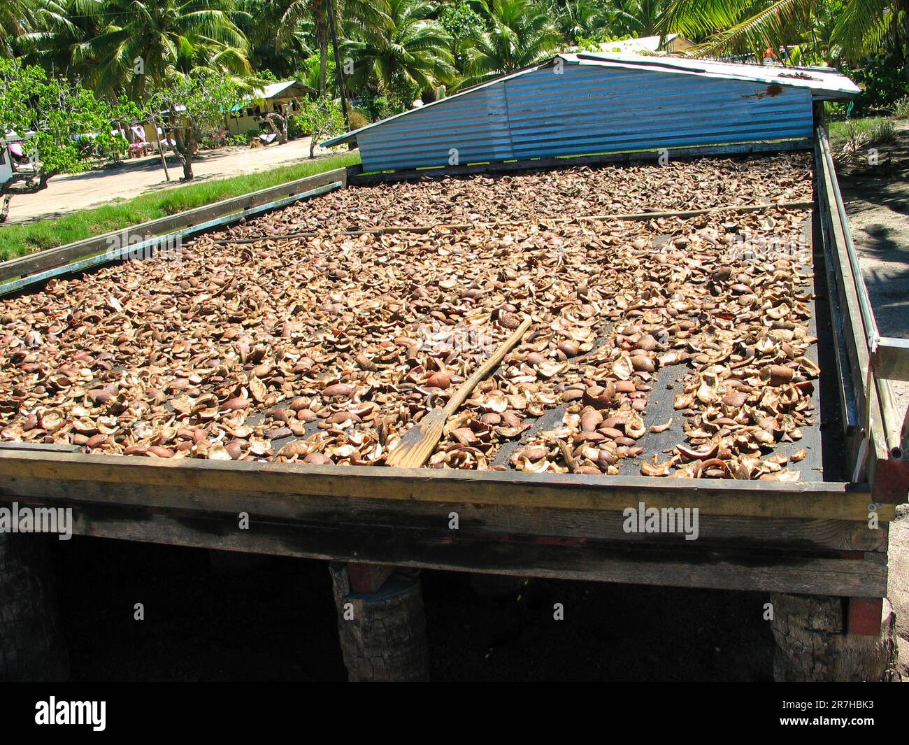Copra, meat of coconut dried in the sun, Huahine, French Polynesia ...