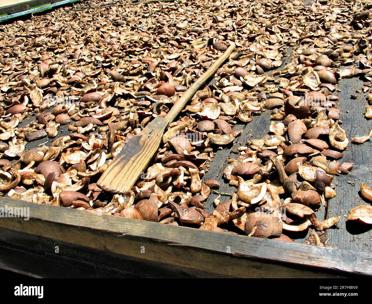 Copra drying in the sun, Huahine, French Polynesia Stock Photo - Alamy