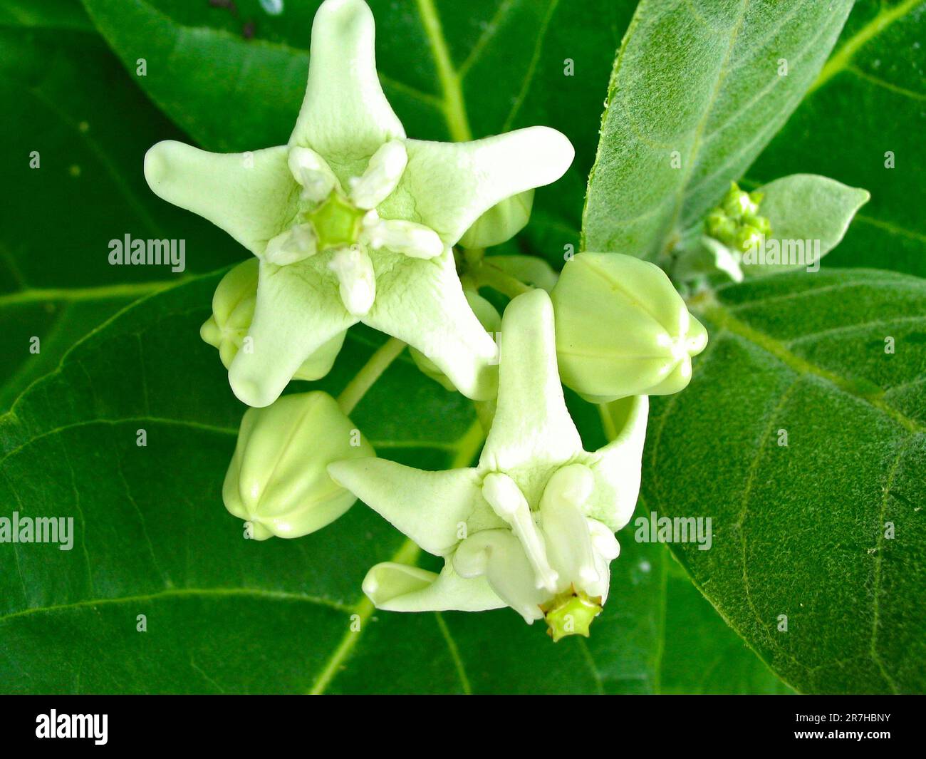 Tropical white flowers of crown flower / giant indian milkweed ...