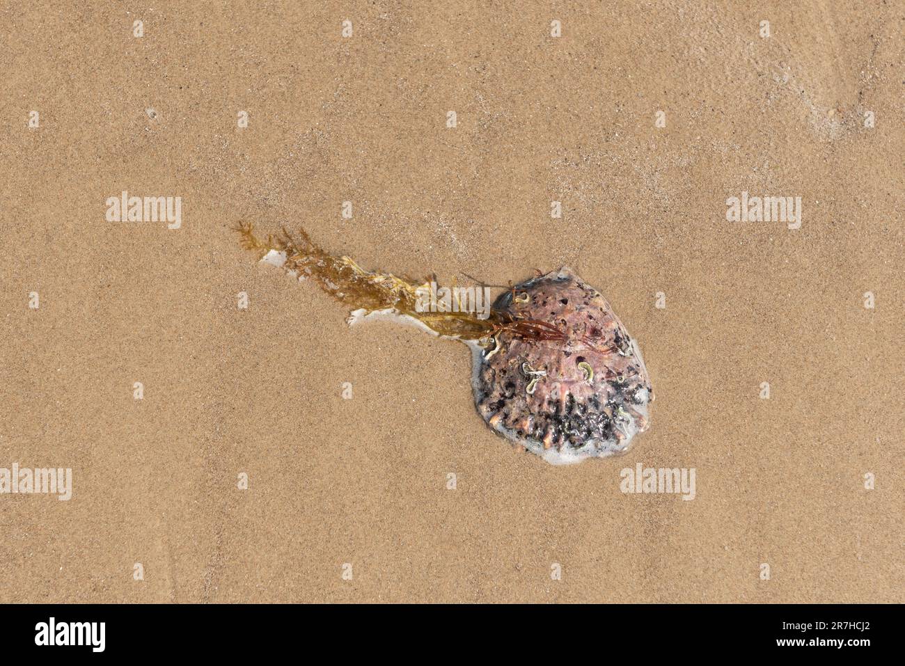Seaweed sand shell hi-res stock photography and images - Alamy