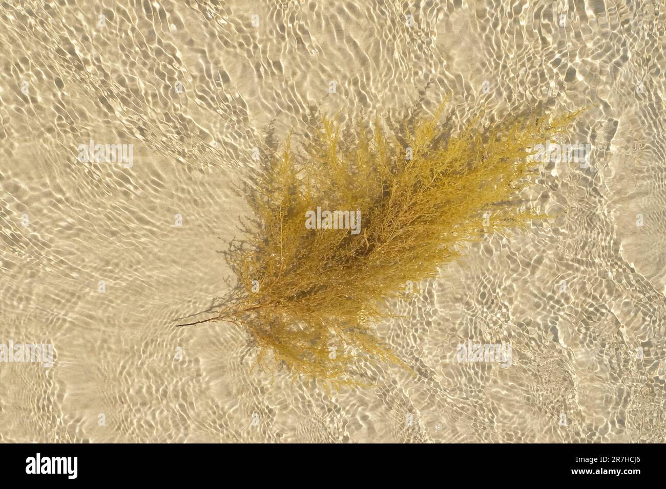 Sargassum muticum seaweed floating on water Stock Photo - Alamy