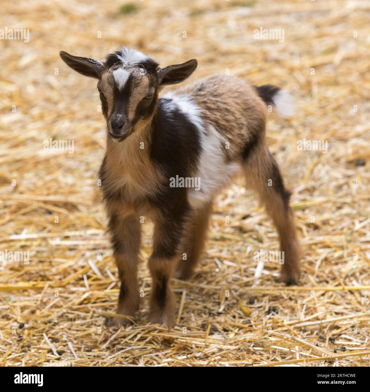 Brown Baby Pygmy Goats