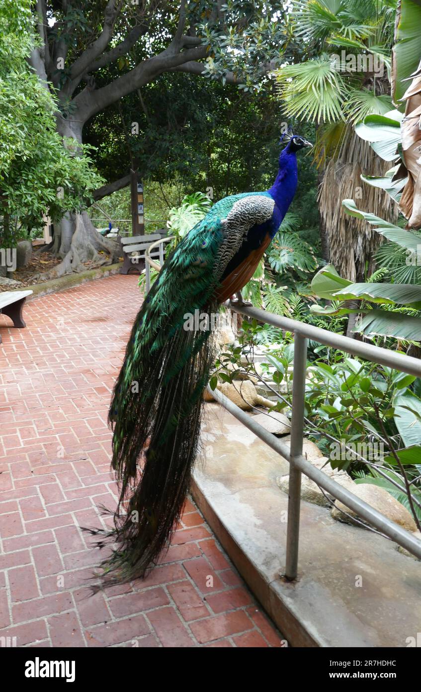 Los Angeles, California, USA 14th June 2023 Peacock in Aviary at LA Zoo ...