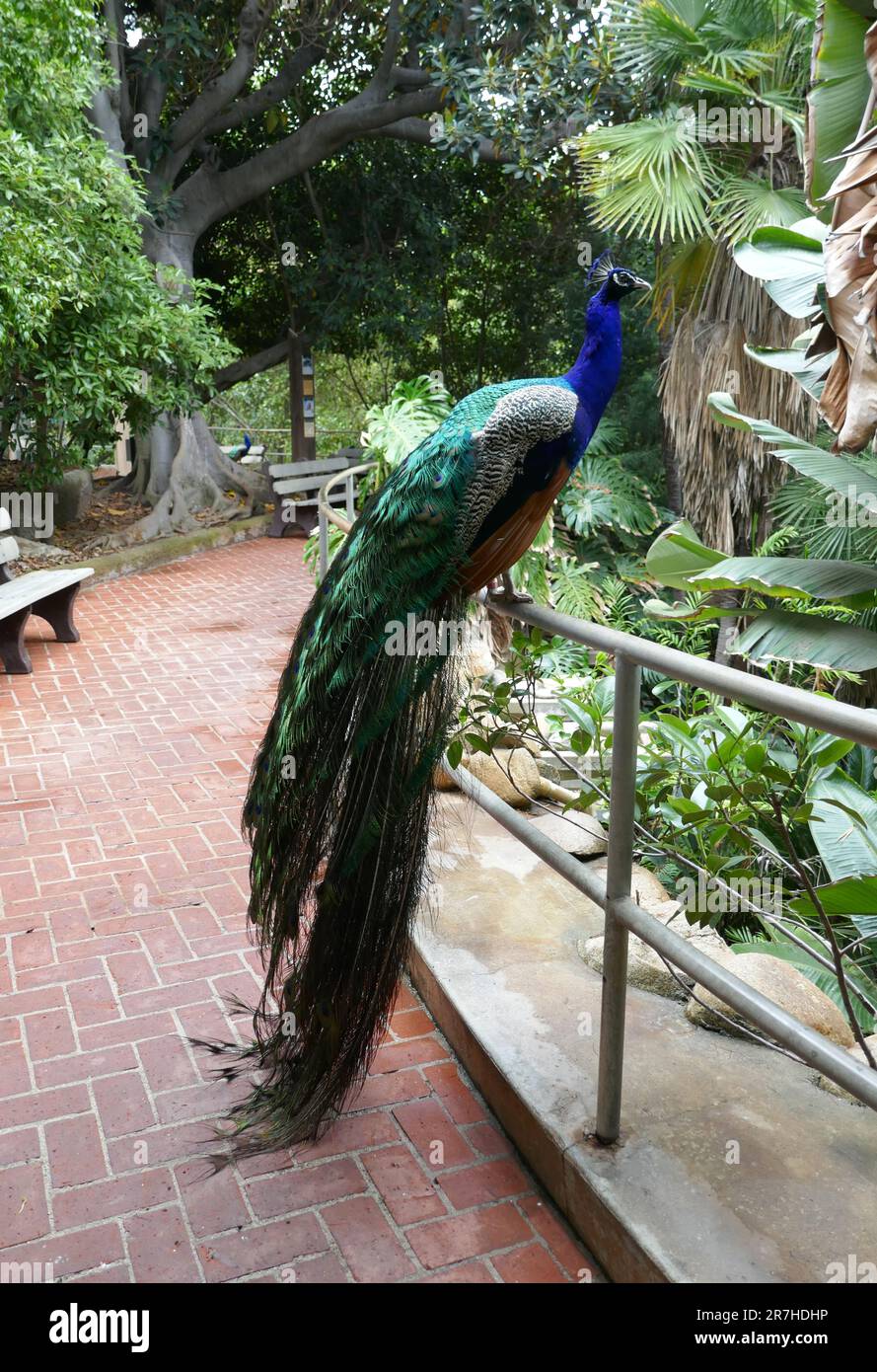 Los Angeles, California, USA 14th June 2023 Peacock in Aviary at LA Zoo ...