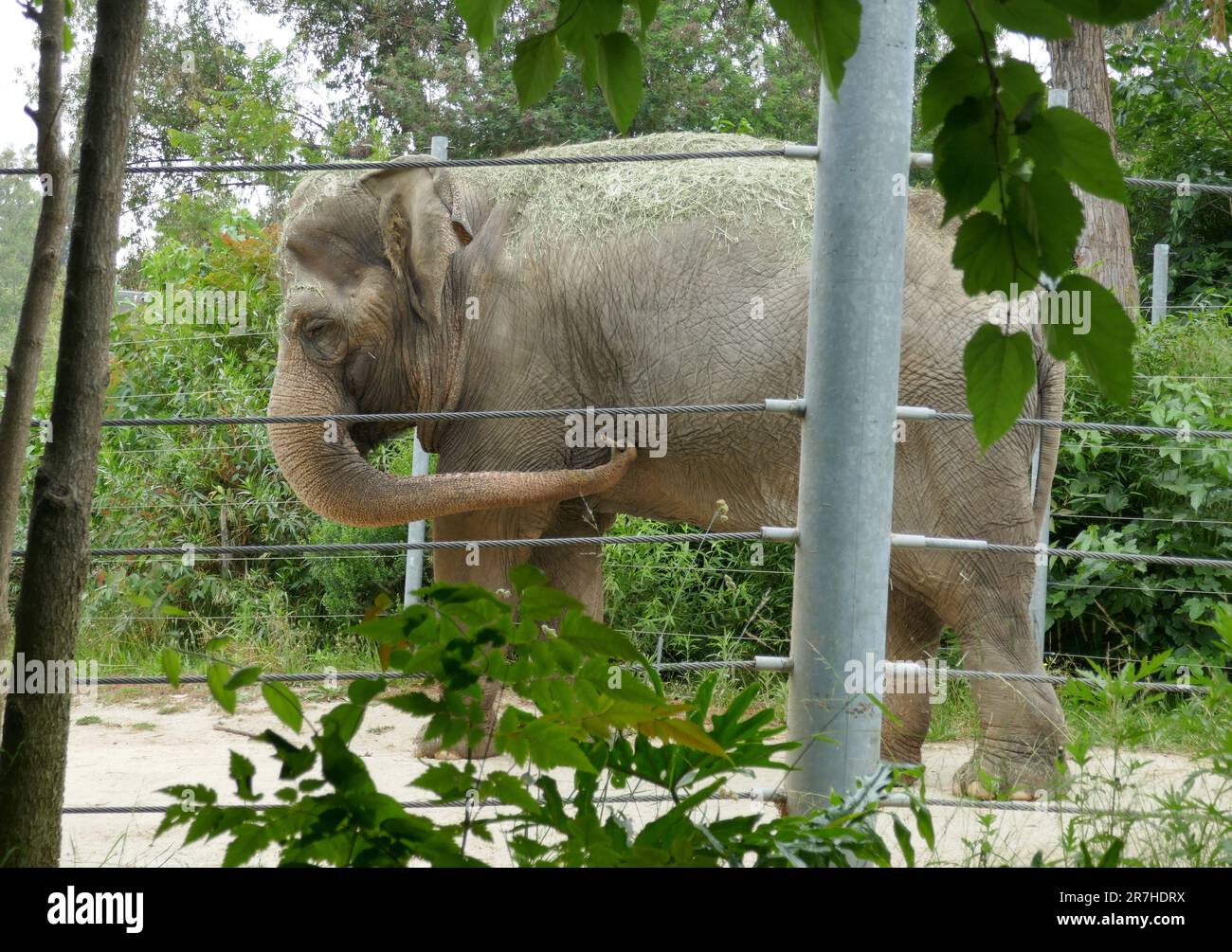 Los Angeles, California, USA 14th June 2023 Elephant scratching herself ...