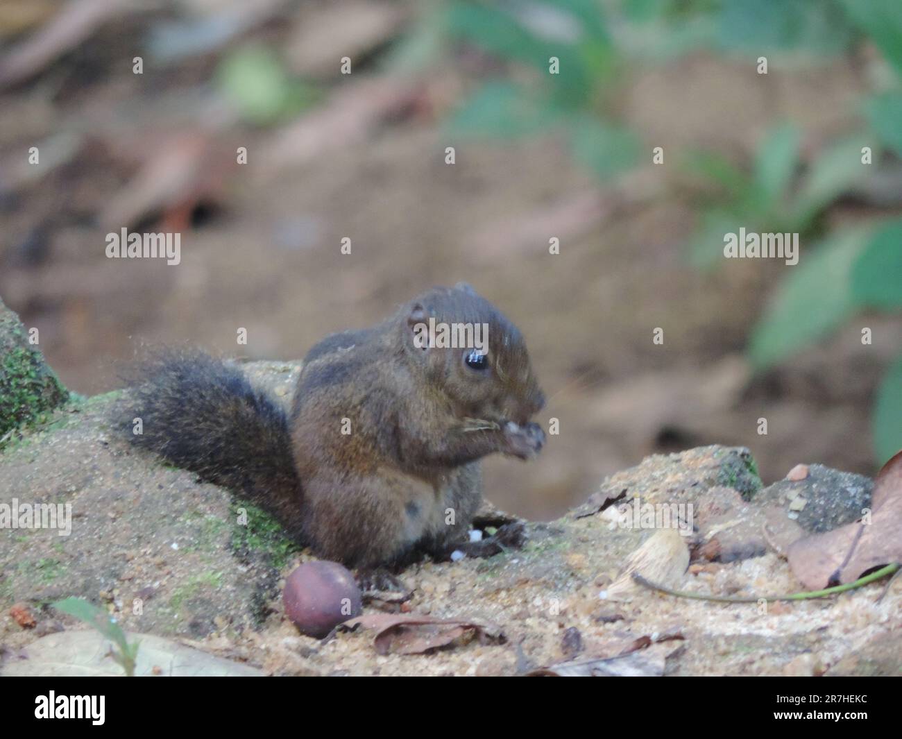 Squirrel in the Wild in Sri Lanka Stock Photo - Alamy