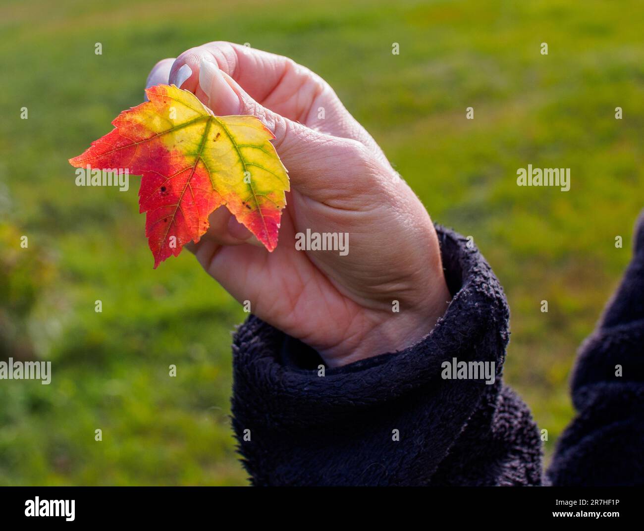 Hand holding maple leaf hi-res stock photography and images - Alamy