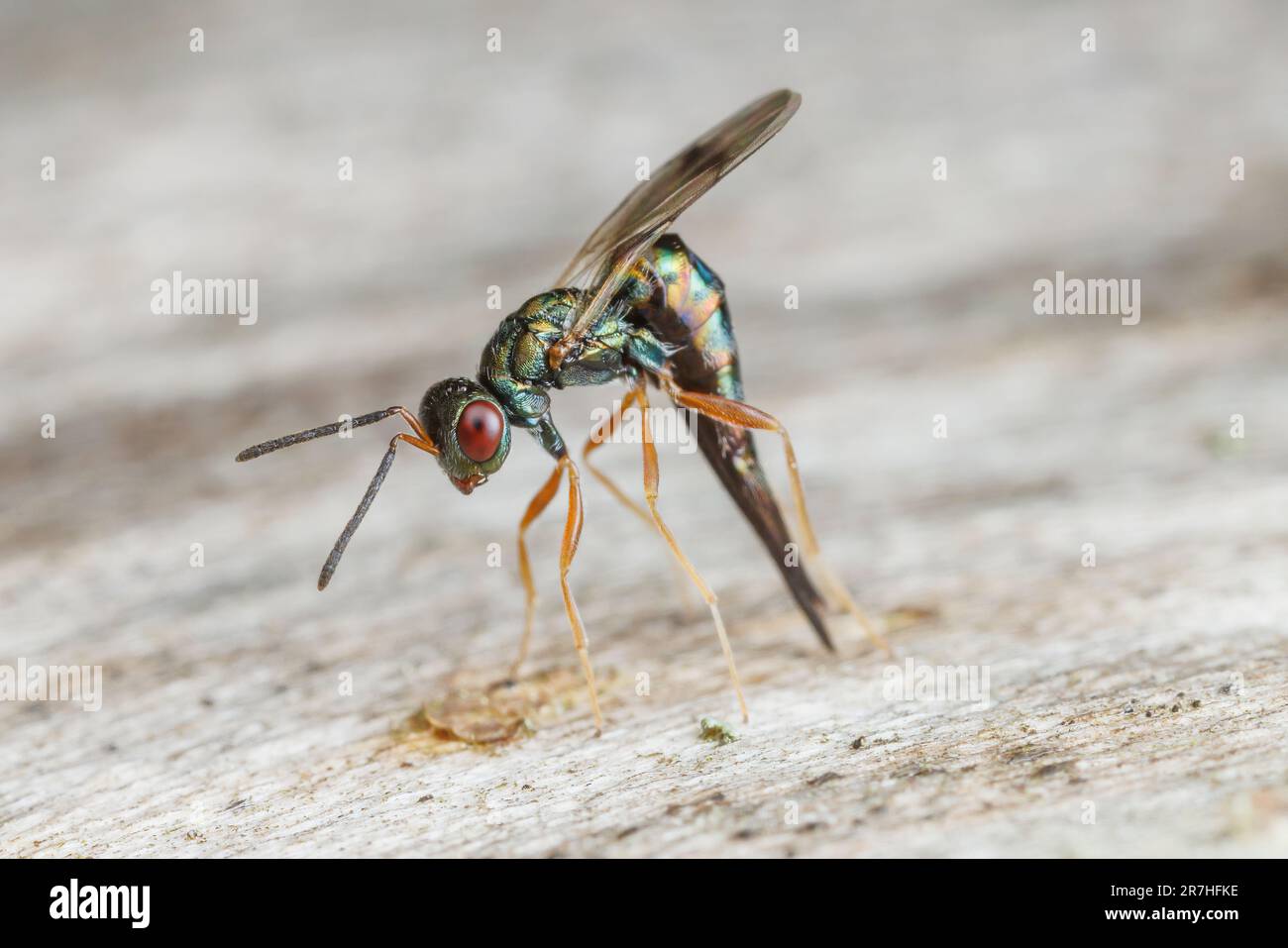 Pteromalid Wasp (Plutothrix sp.) - Female Stock Photo - Alamy