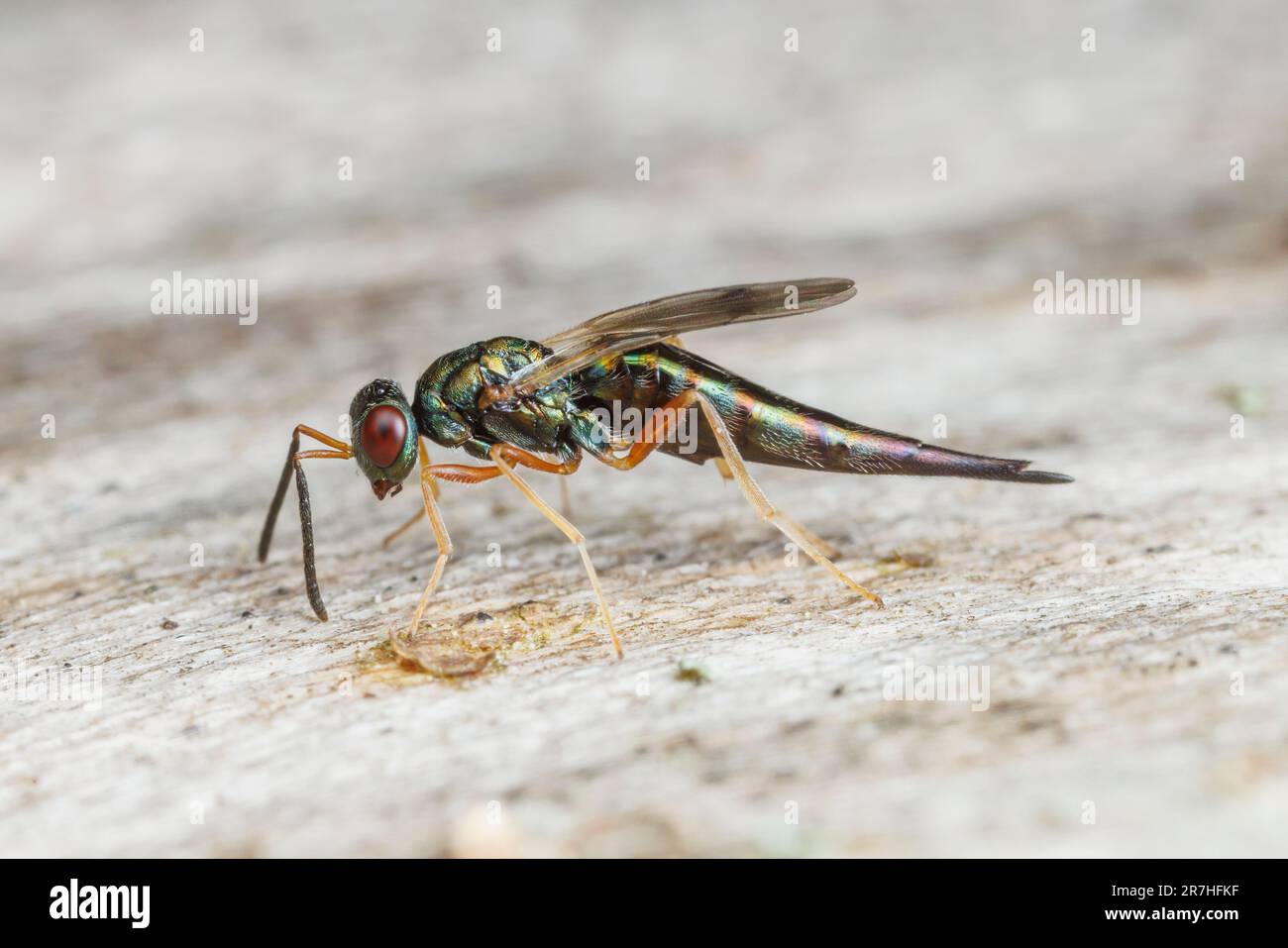 Pteromalid Wasp (Plutothrix sp.) - Female Stock Photo - Alamy