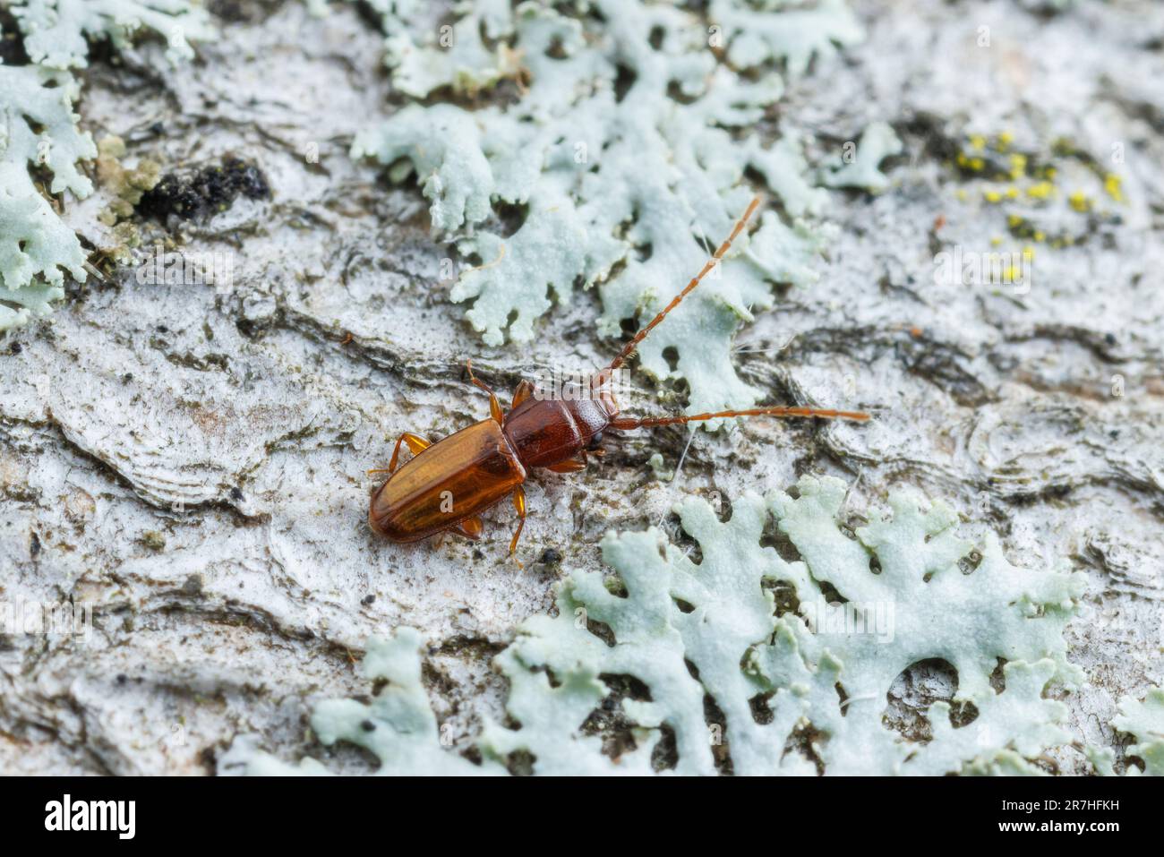Lined Flat Bark Beetles (Placonotus modestus Stock Photo - Alamy