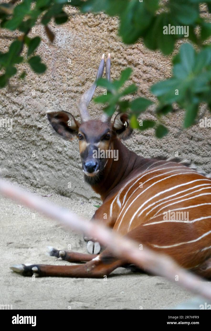 Los Angeles, California, USA 14th June 2023 Mountain Bongo at LA Zoo on ...