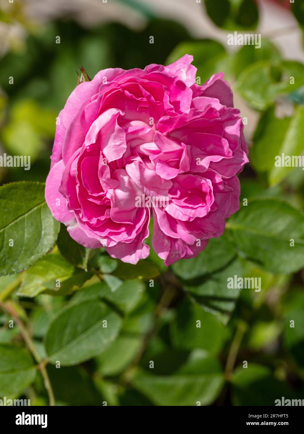 Ausmary rose hi-res stock photography and images - Alamy