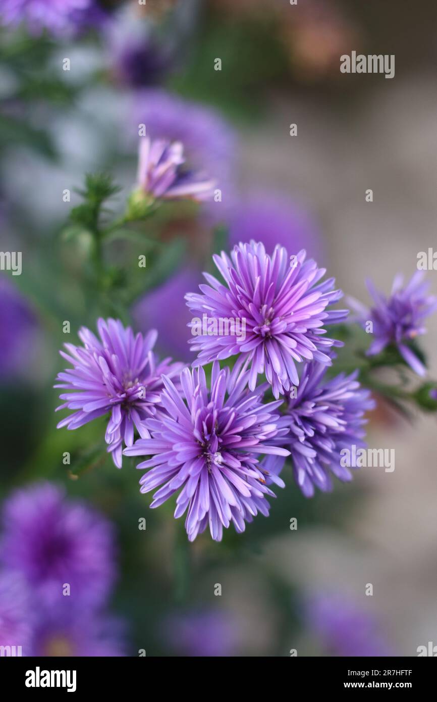 Krisan flowers in garden backyard Stock Photo - Alamy