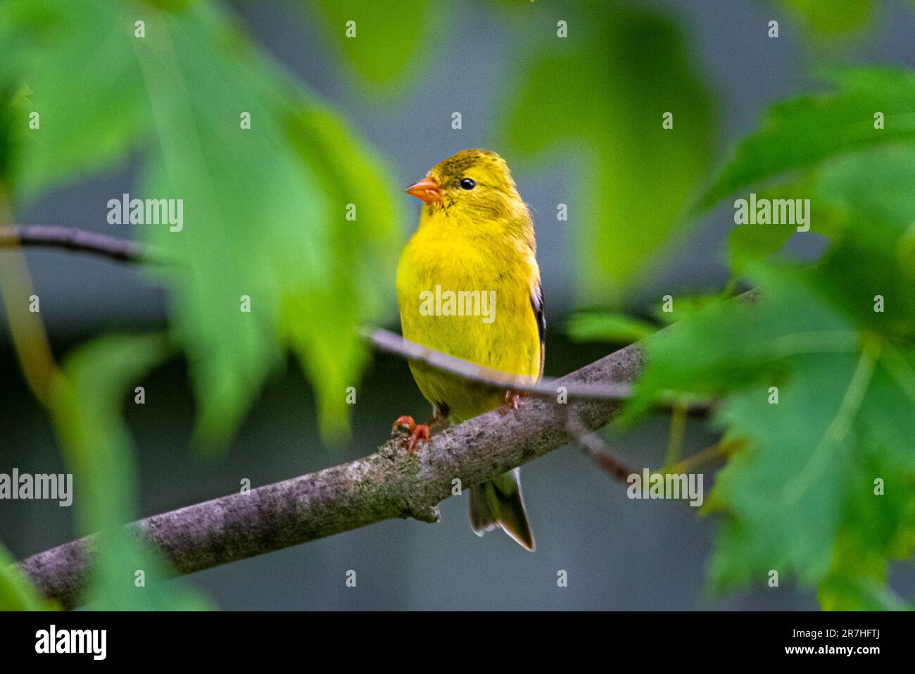 American Goldfinch. A beautiful yellow bird, a frequent visitor to ...