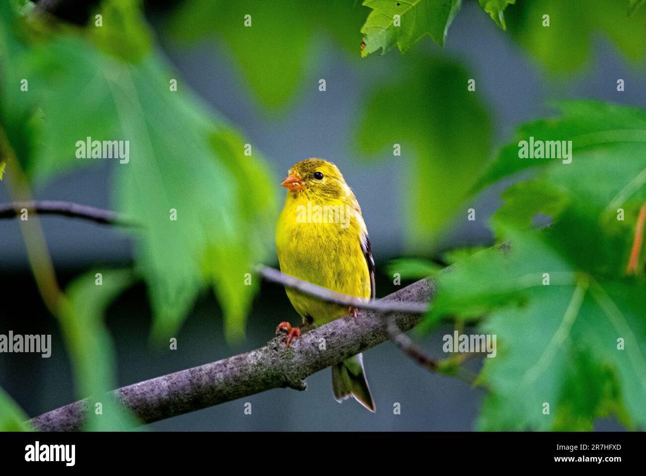 American Goldfinch. A beautiful yellow bird, a frequent visitor to ...