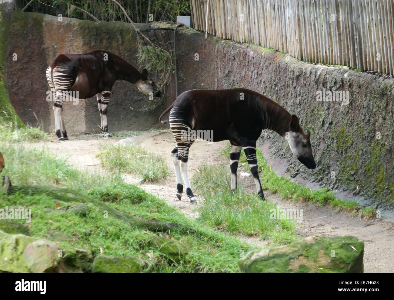 Los Angeles, California, USA 14th June 2023 Okapis at LA Zoo on June 14 ...