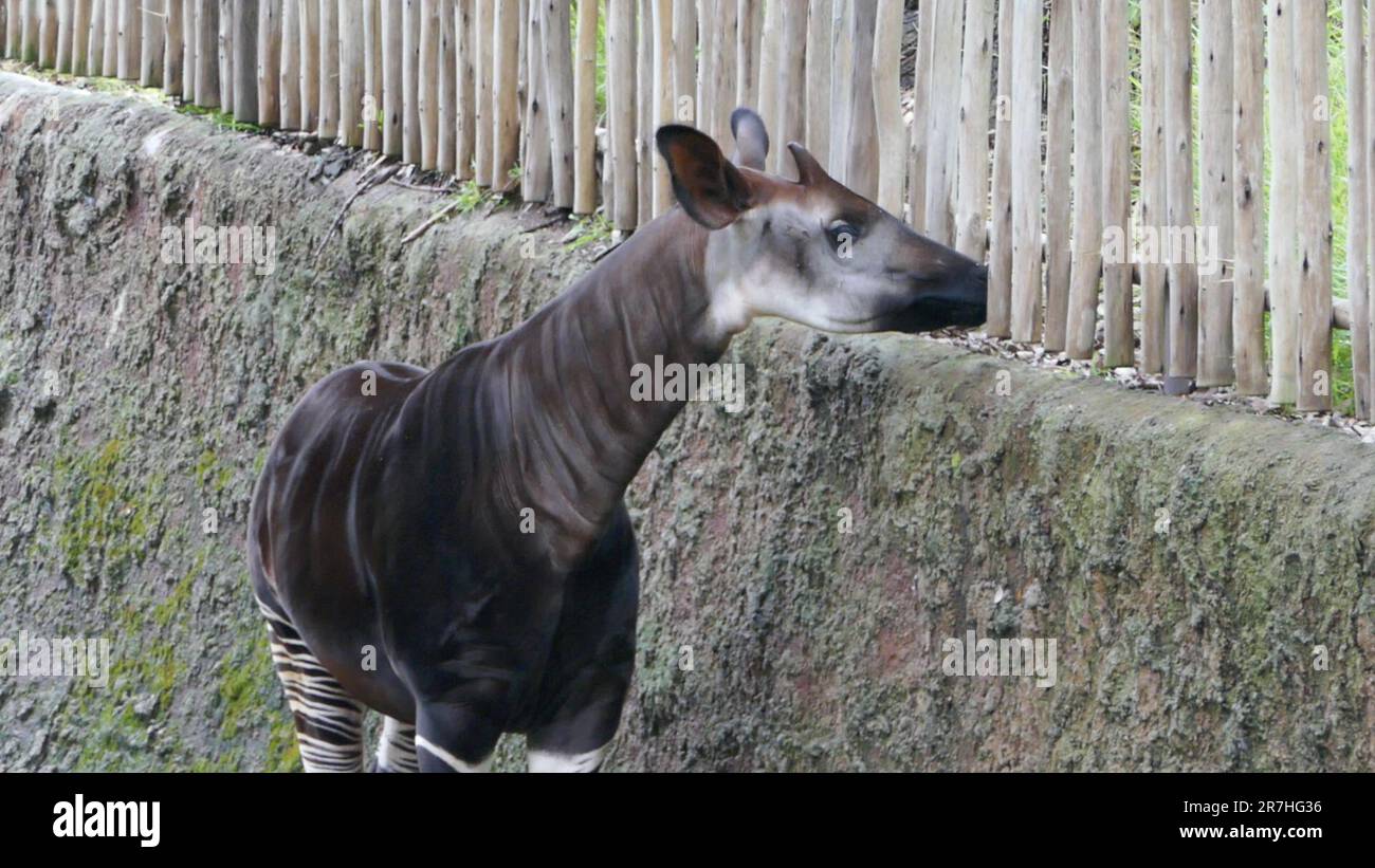 Los Angeles, California, USA 14th June 2023 Okapi at LA Zoo on June 14 ...