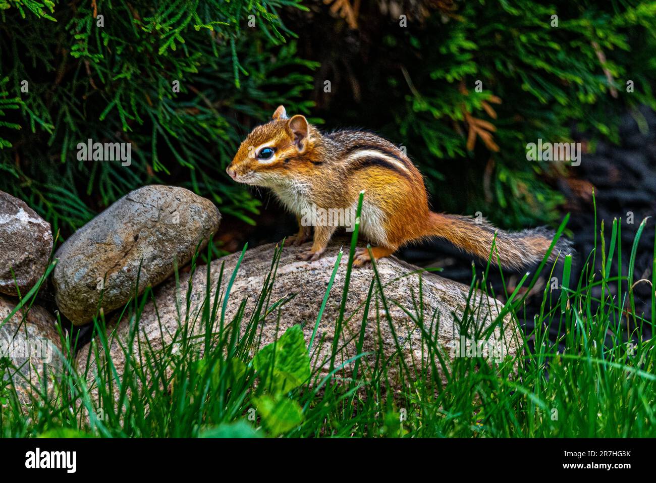 Chipmunks live in parks, gardens, forest clearings. They are omnivorous ...