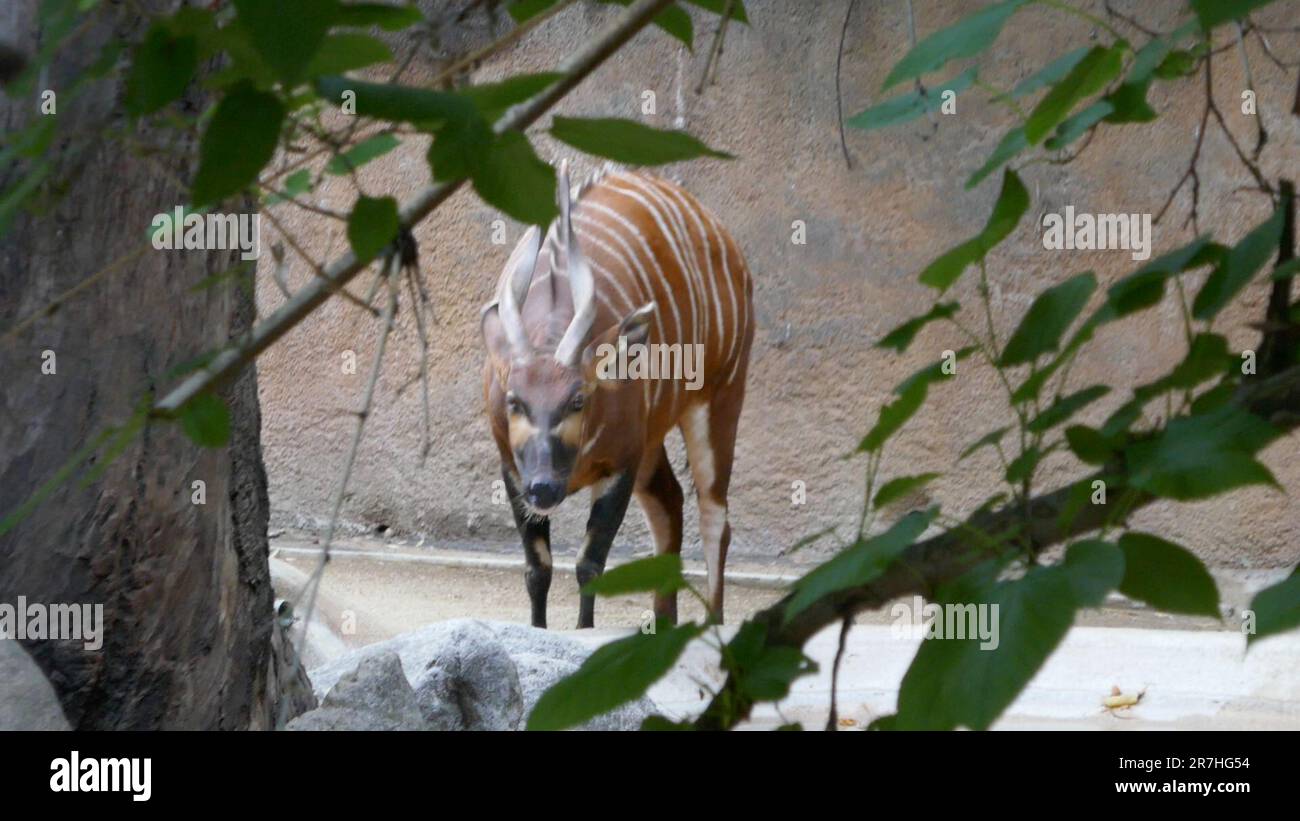 Los Angeles, California, USA 14th June 2023 Mountain Bongo at LA Zoo on ...