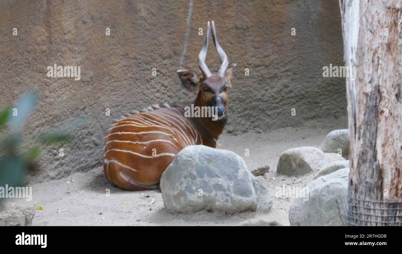 Los Angeles, California, USA 14th June 2023 Mountain Bongo at LA Zoo on ...