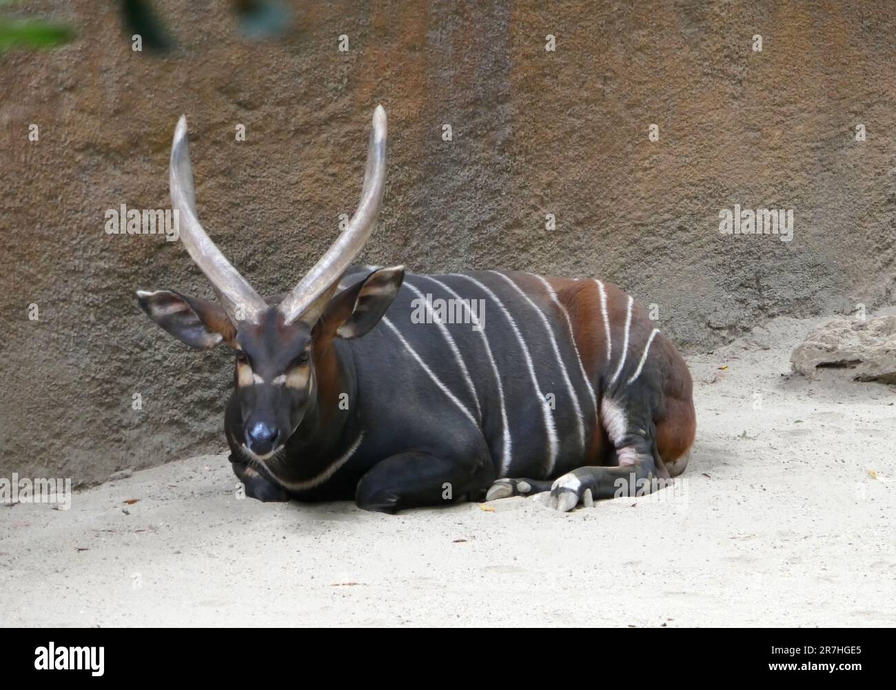 Los Angeles, California, USA 14th June 2023 Mountain Bongo at LA Zoo on ...