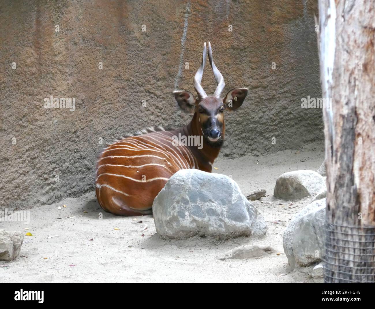Los Angeles, California, USA 14th June 2023 Mountain Bongo at LA Zoo on ...