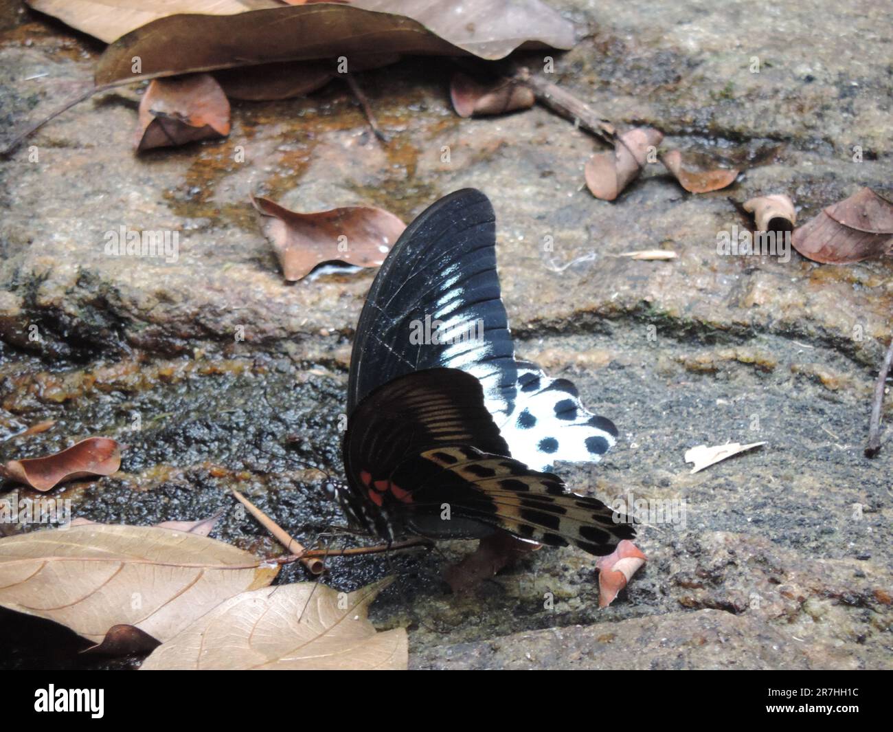 Sri Lankan Butterflies and Dragonflies in the Wild Stock Photo - Alamy