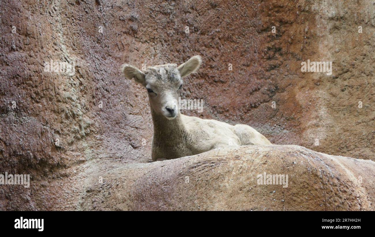 Los Angeles, California, USA 14th June 2023 Desert Bighorn Sheep Lamb ...