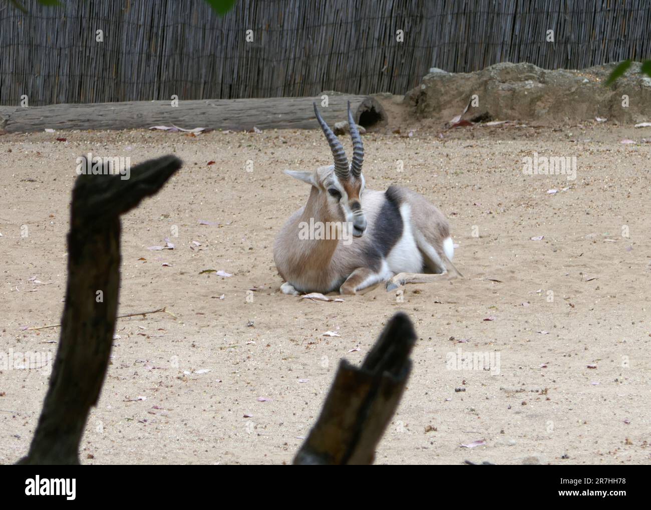 Los Angeles, California, USA 14th June 2023 Speke's Gazelle at LA Zoo ...