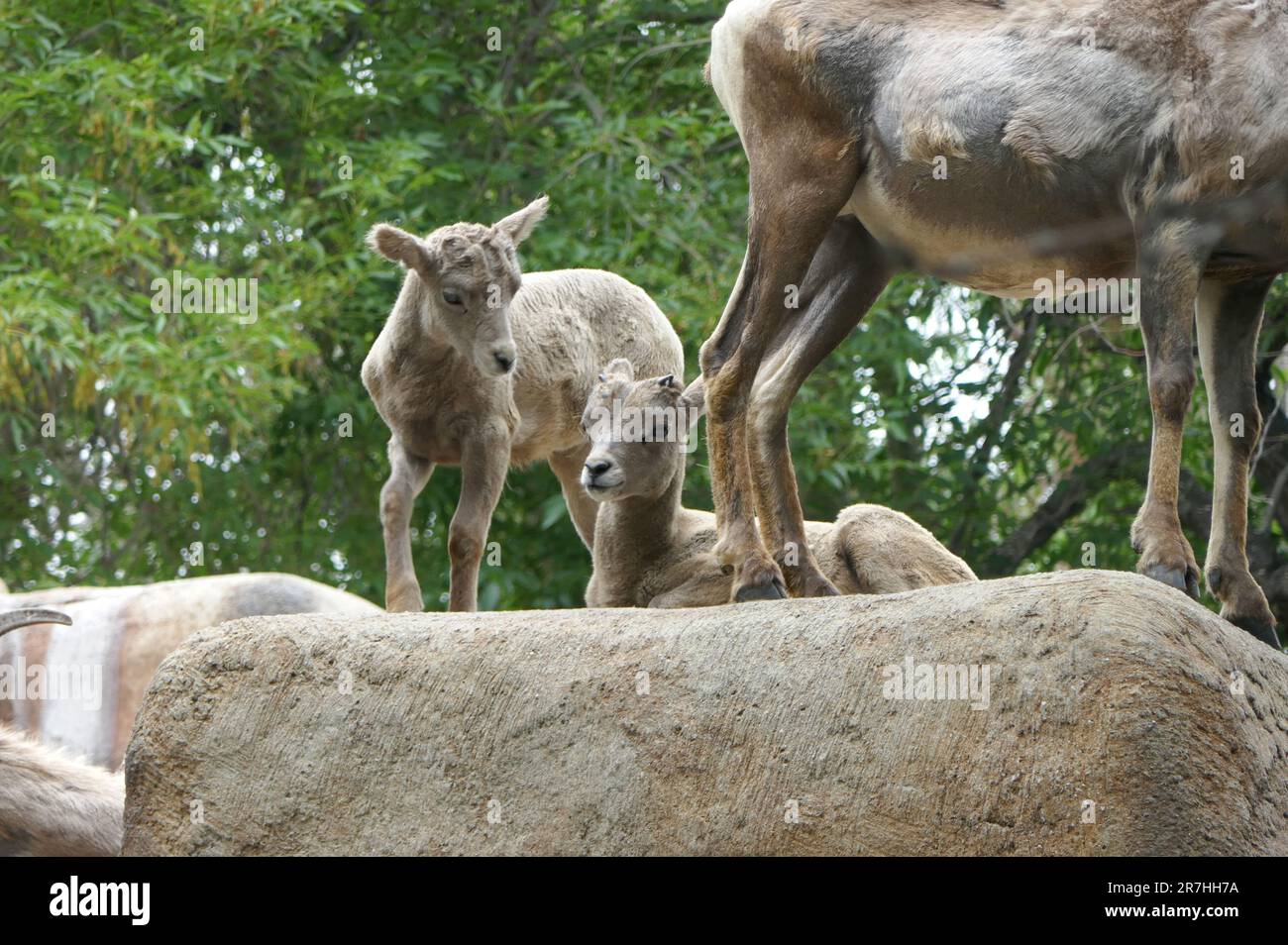 Los Angeles, California, USA 14th June 2023 Desert Bighorn Sheep Lamb ...