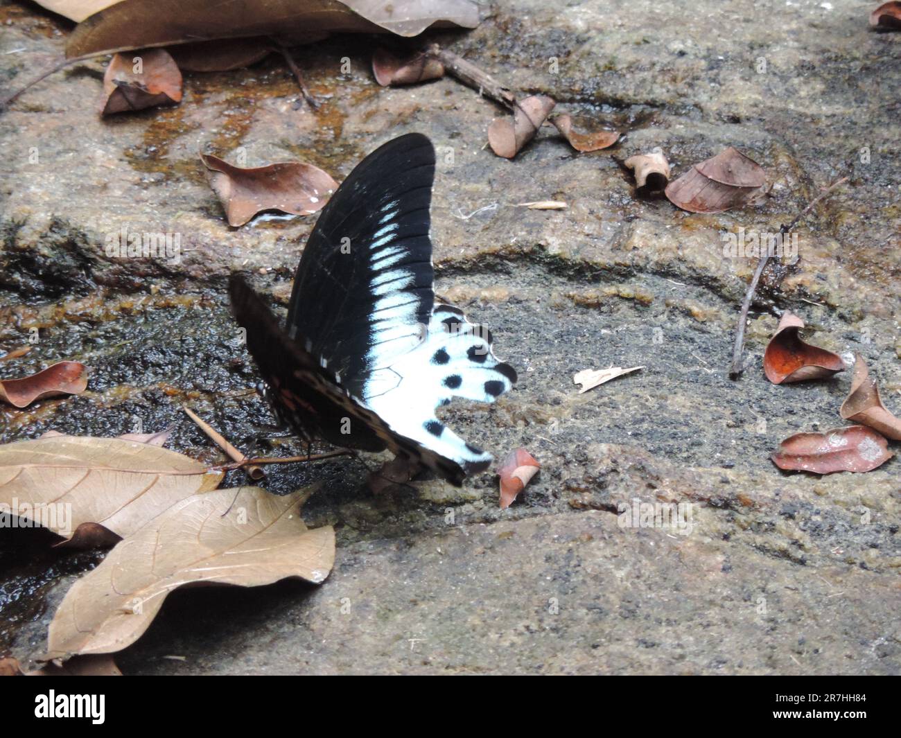 Sri Lankan Butterflies and Dragonflies in the Wild Stock Photo - Alamy
