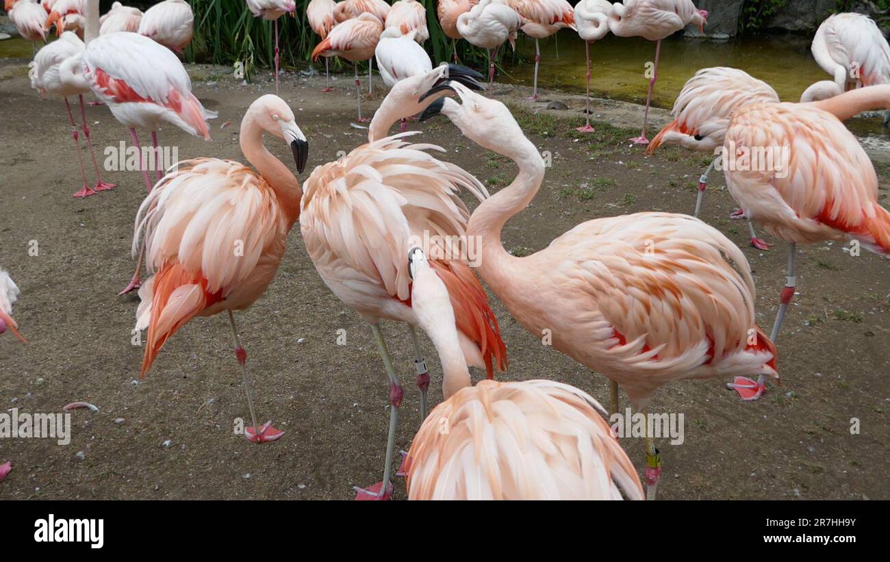 Los Angeles, California, USA 14th June 2023 Flamingos at LA Zoo on June ...