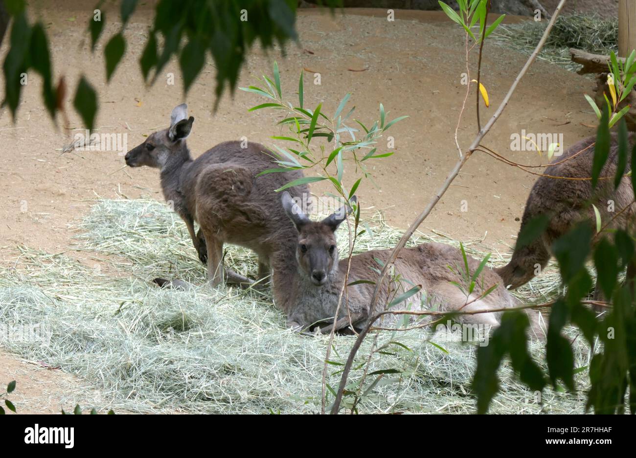 Los Angeles, California, USA 14th June 2023 Kangaroos at LA Zoo on June ...