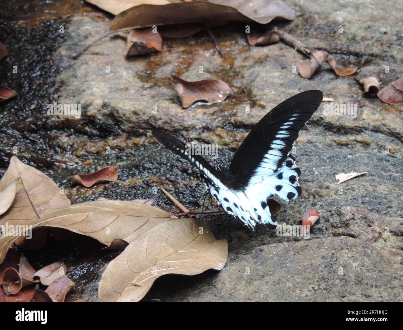 Sri Lankan Butterflies and Dragonflies in the Wild Stock Photo - Alamy