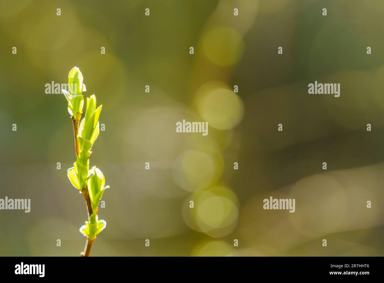 Backlit young willow leaves in spring with green bokeh background Stock ...