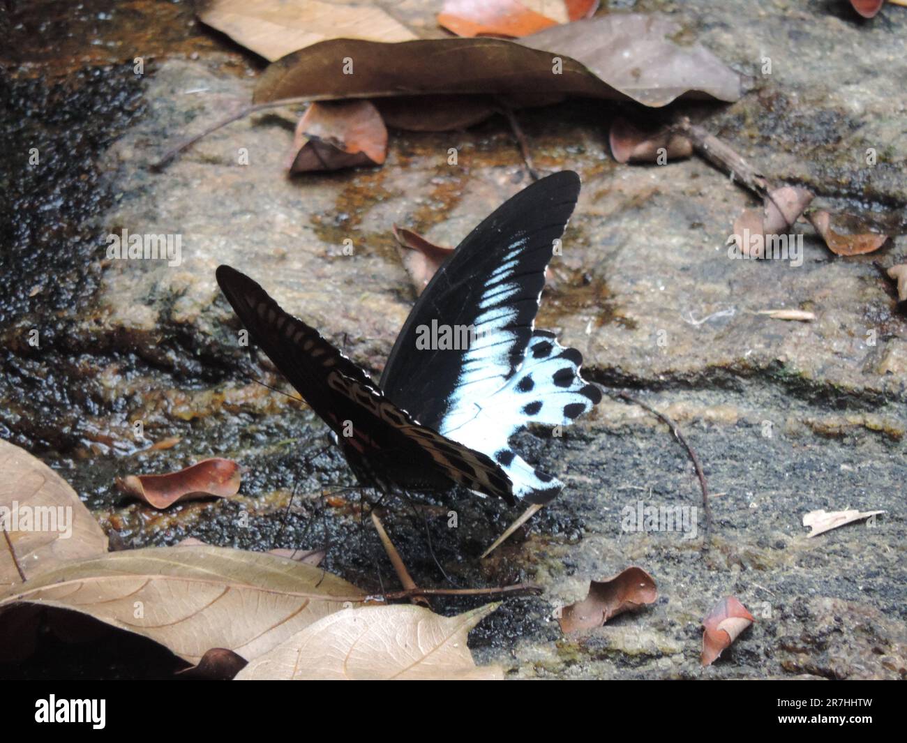 Sri Lankan Butterflies and Dragonflies in the Wild Stock Photo - Alamy