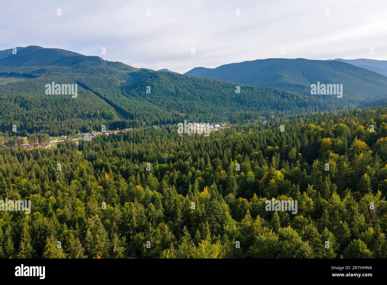 Aerial view of green pine forest with dark spruce trees covering ...