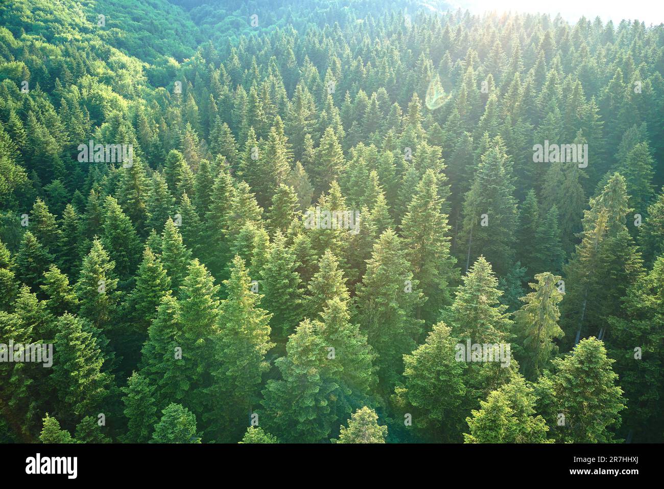 Aerial view of green pine forest with dark spruce trees. Nothern ...
