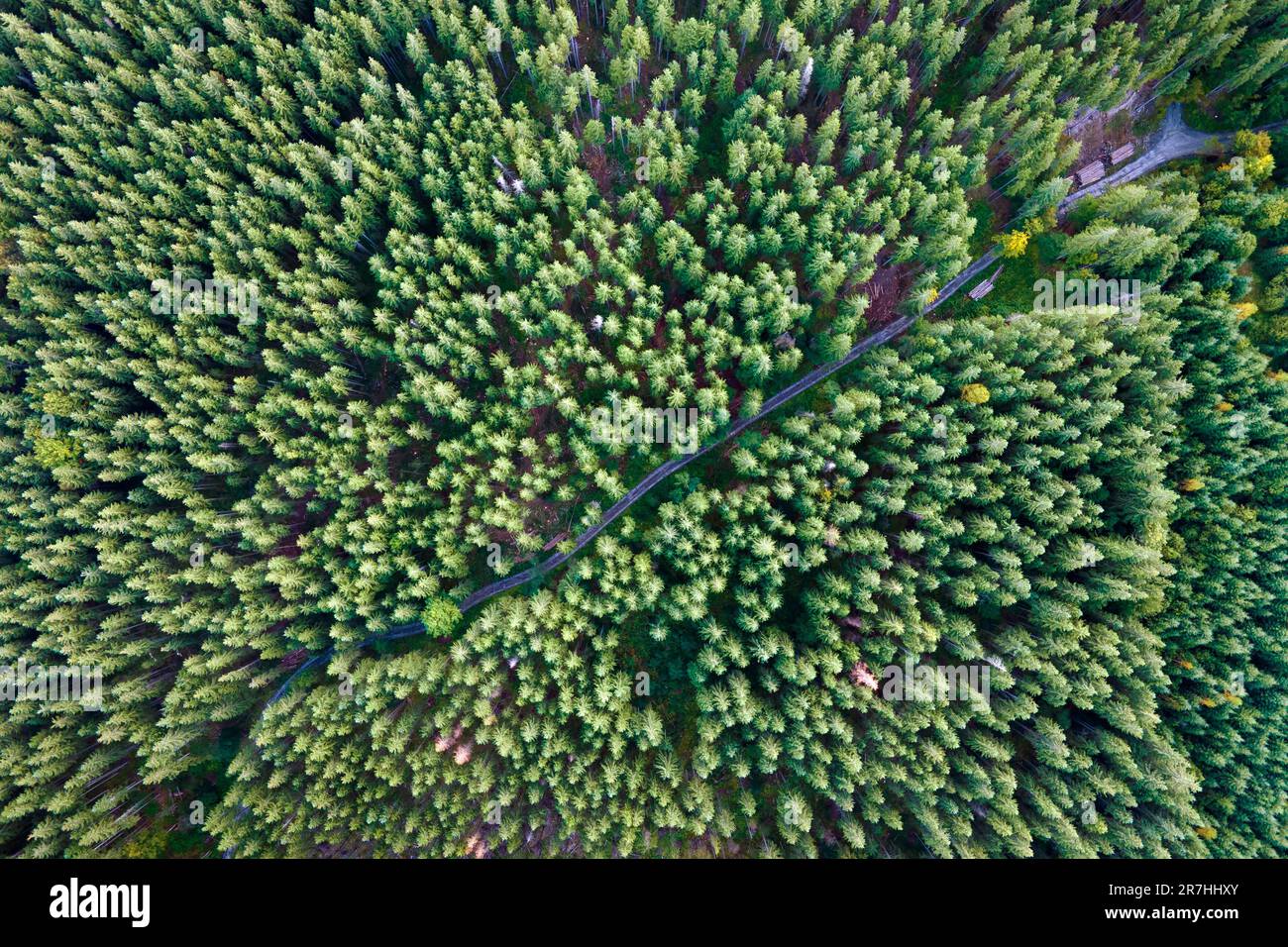 Aerial view of green pine forest with dark spruce trees. Nothern ...