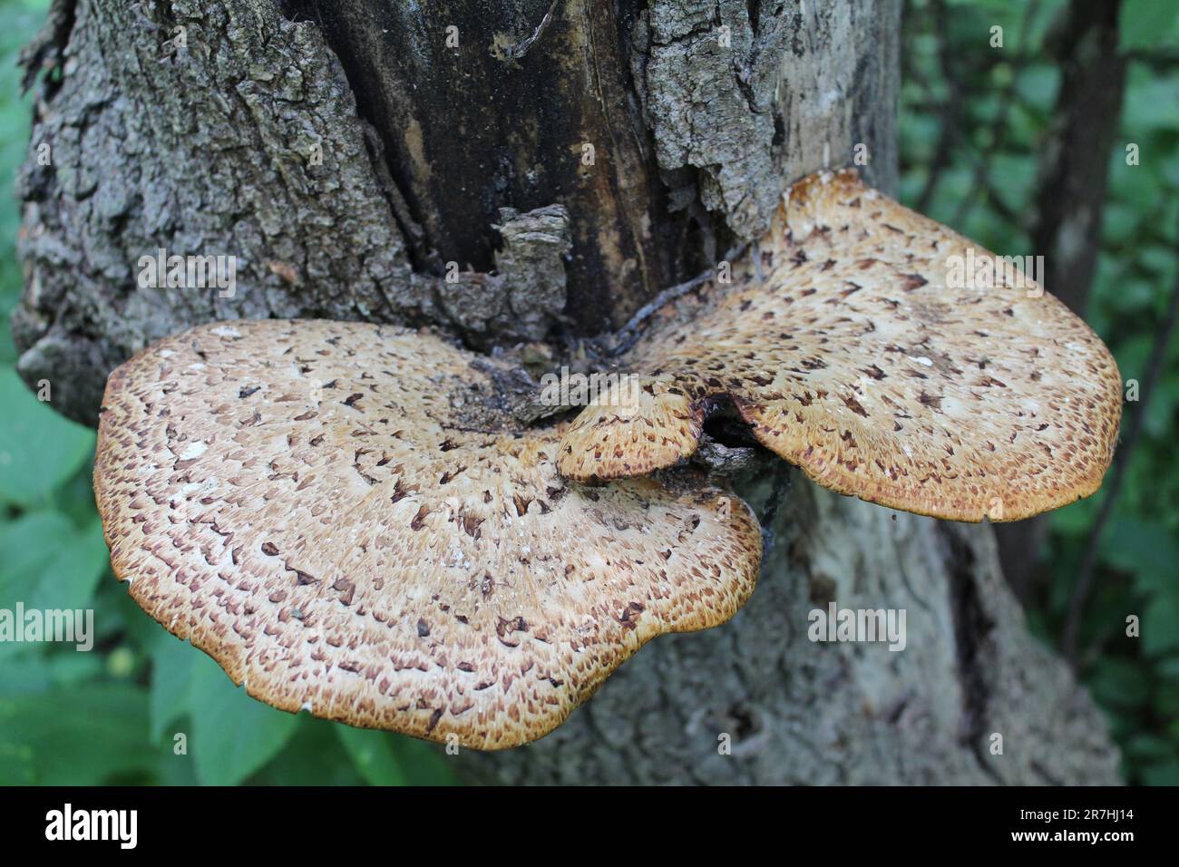 Pheasants pack mushrooms hi-res stock photography and images - Alamy