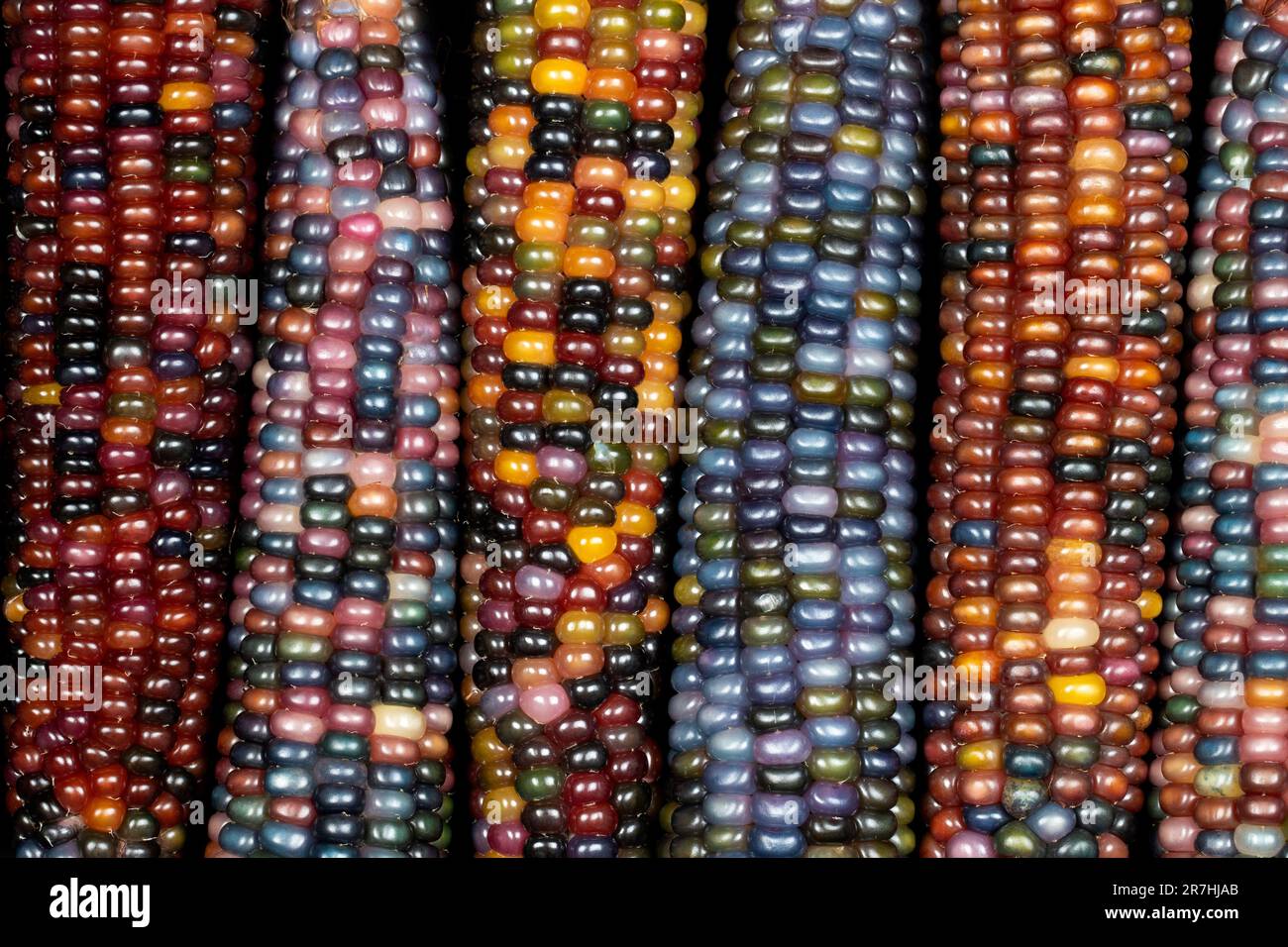 Glass Gem corn (botanically classified as Zea mays). This variety ...